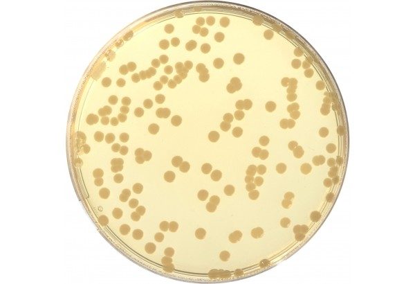 Agar Tripticasa Soya (TSA) - Novachem del Ecuador